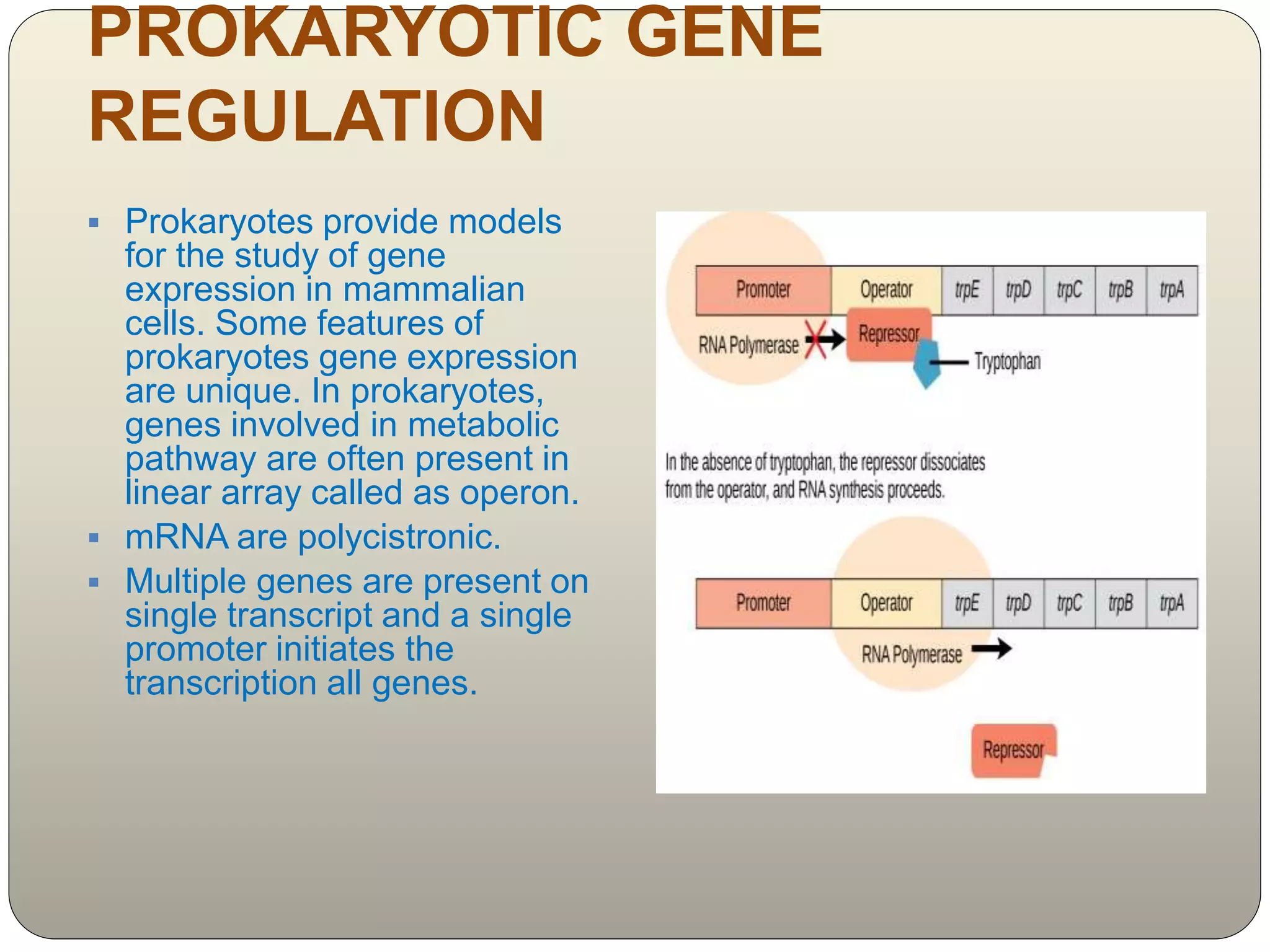 Regulation of Prokaryotic gene expression | PPT