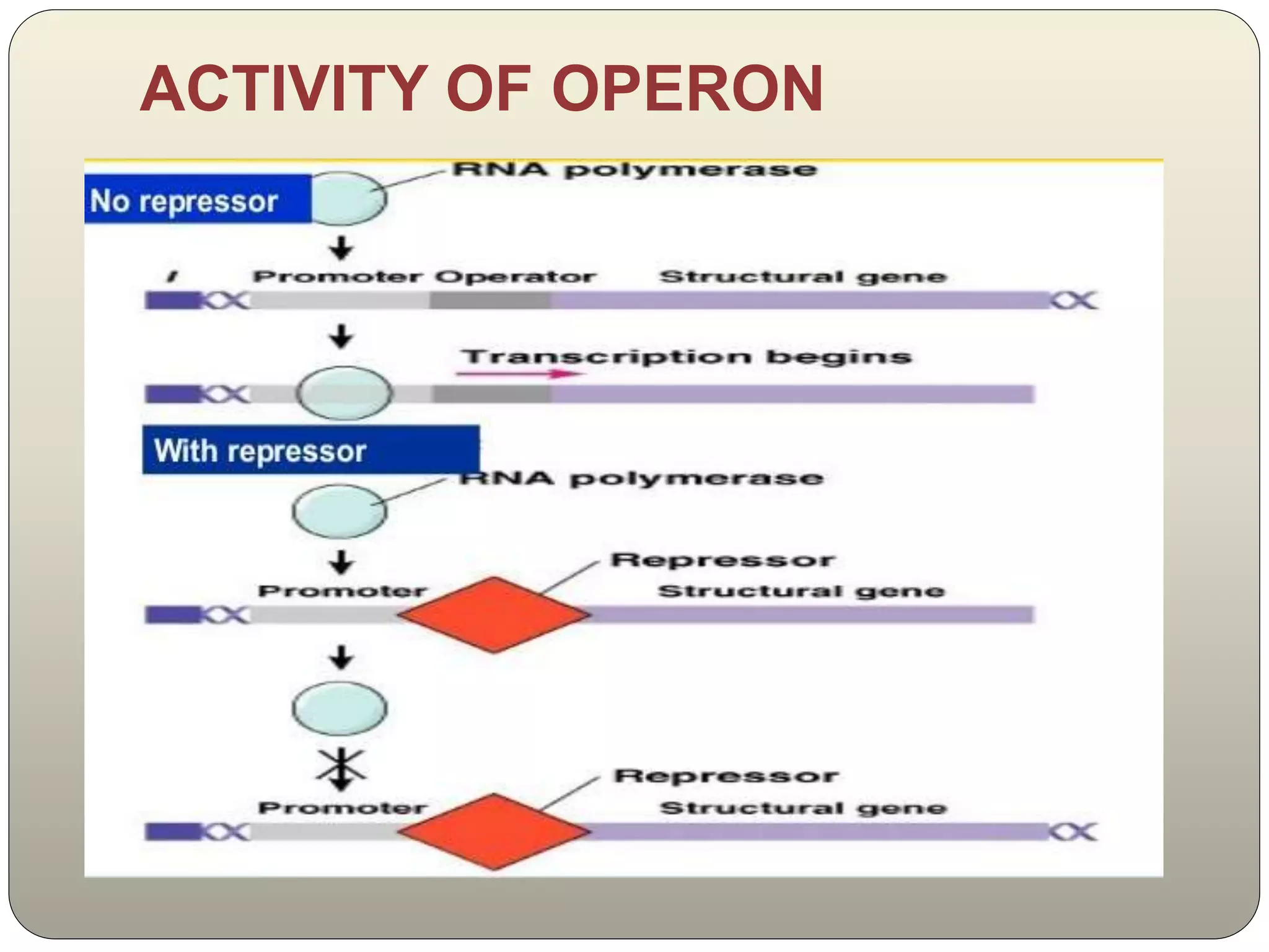 Regulation of Prokaryotic gene expression | PPTX