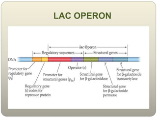 Regulation of Prokaryotic gene expression | PPT