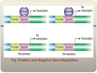 Regulation of Prokaryotic gene expression | PPT