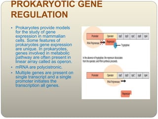 Regulation of Prokaryotic gene expression | PPT