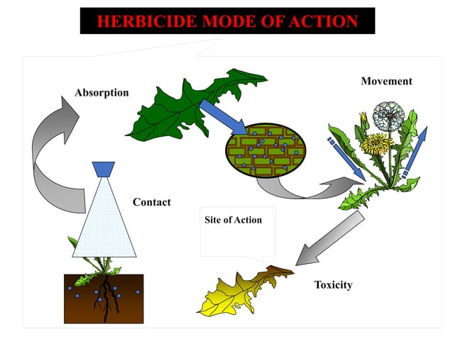 Movement of Herbicide in Plants and Soil.pptx