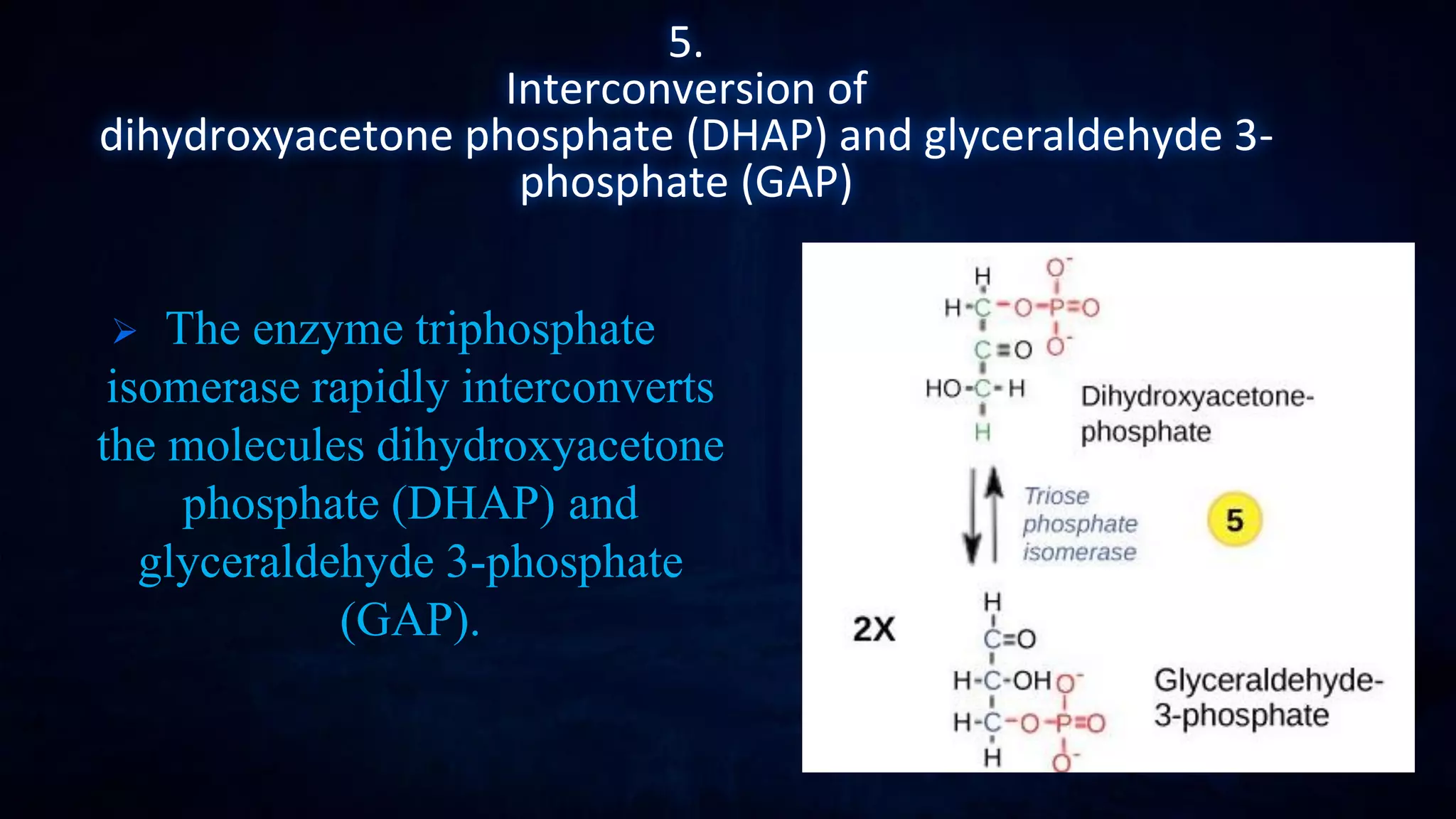 CARBOHYDRATE METABOLISM : GLYCOLYSIS | PDF