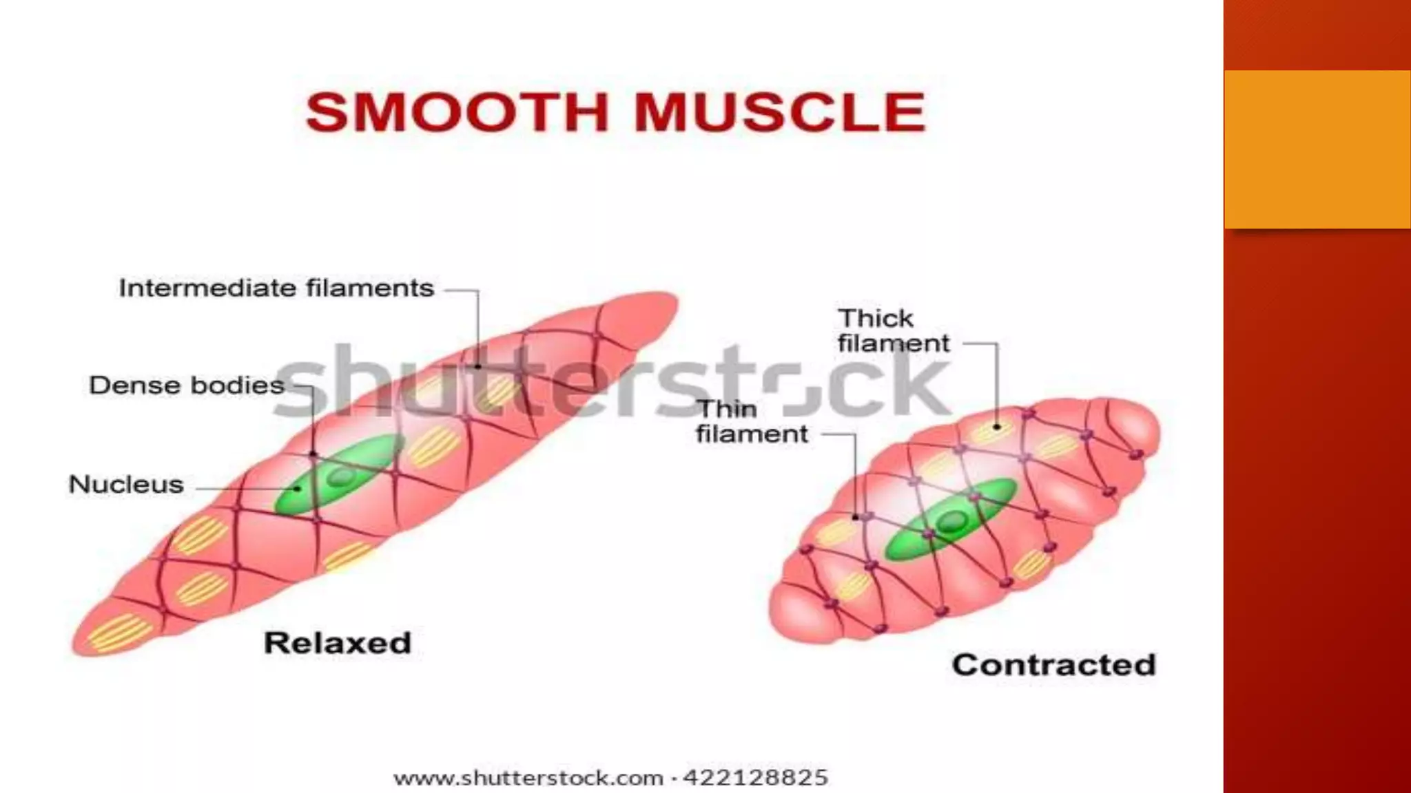 types of muscles.pptx