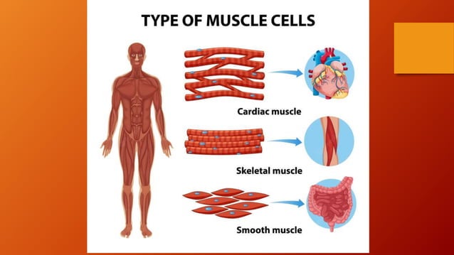 types of muscles.pptx