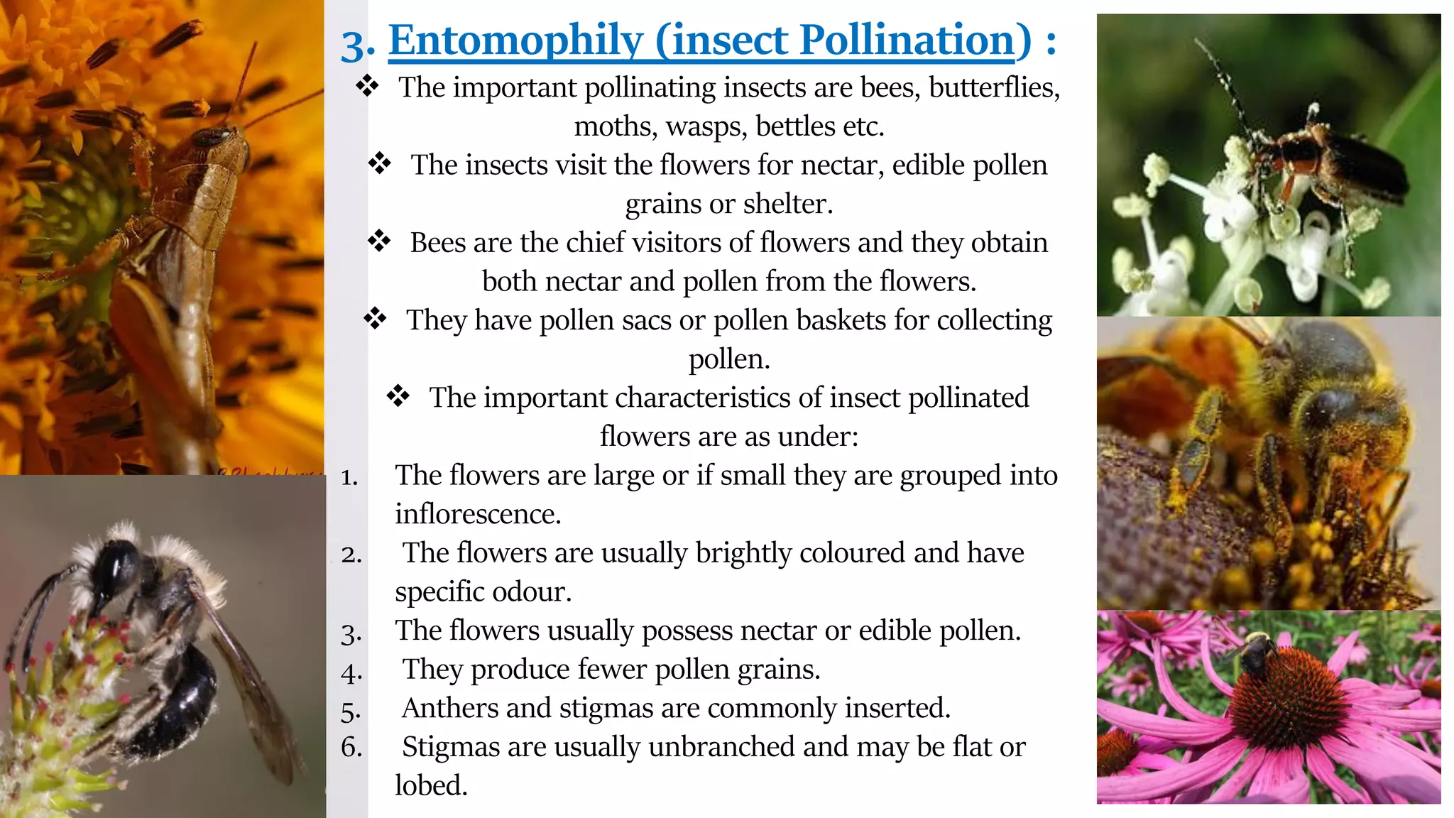 POLLINATION | PDF