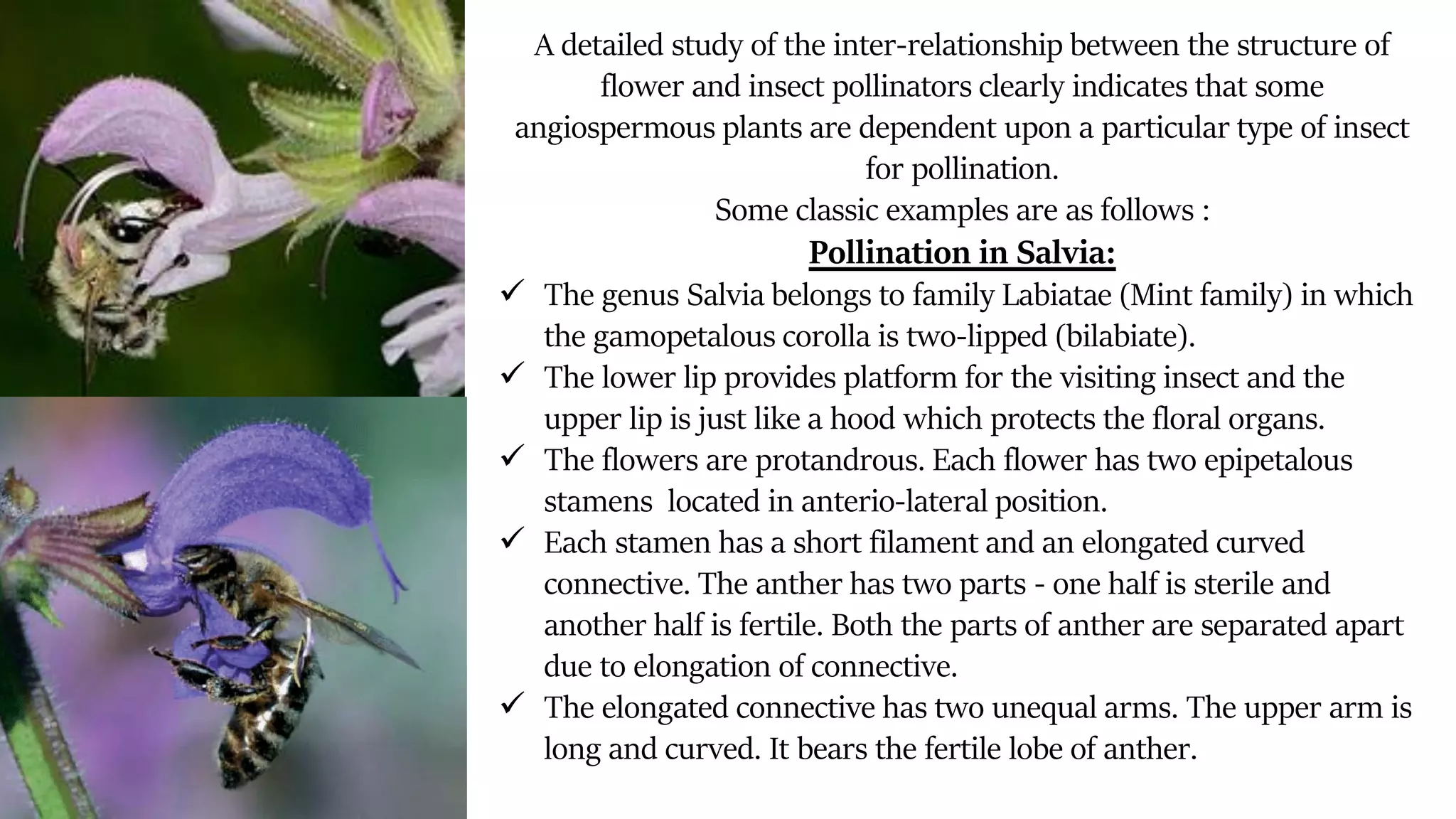 POLLINATION | PDF