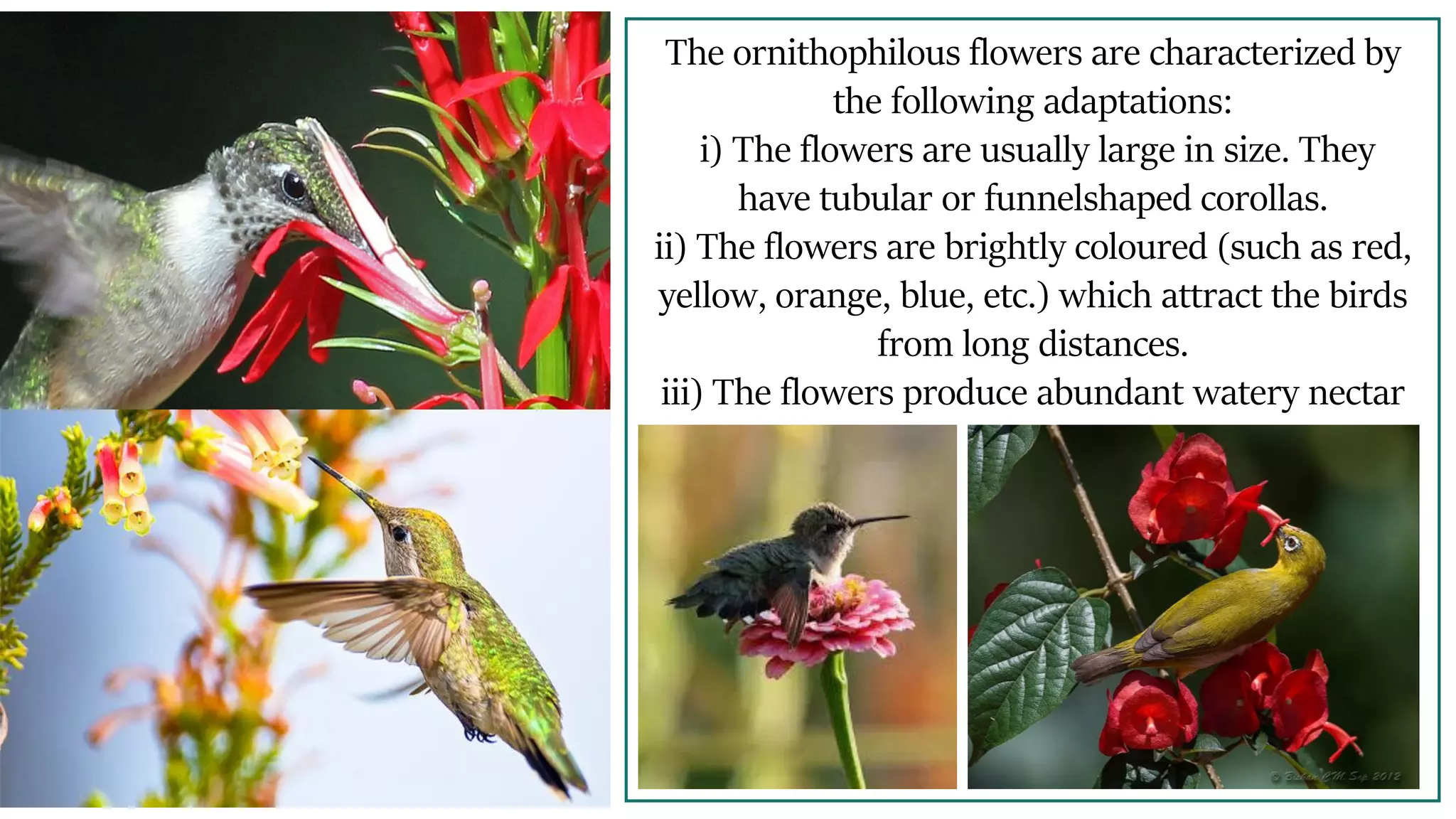 POLLINATION | PDF