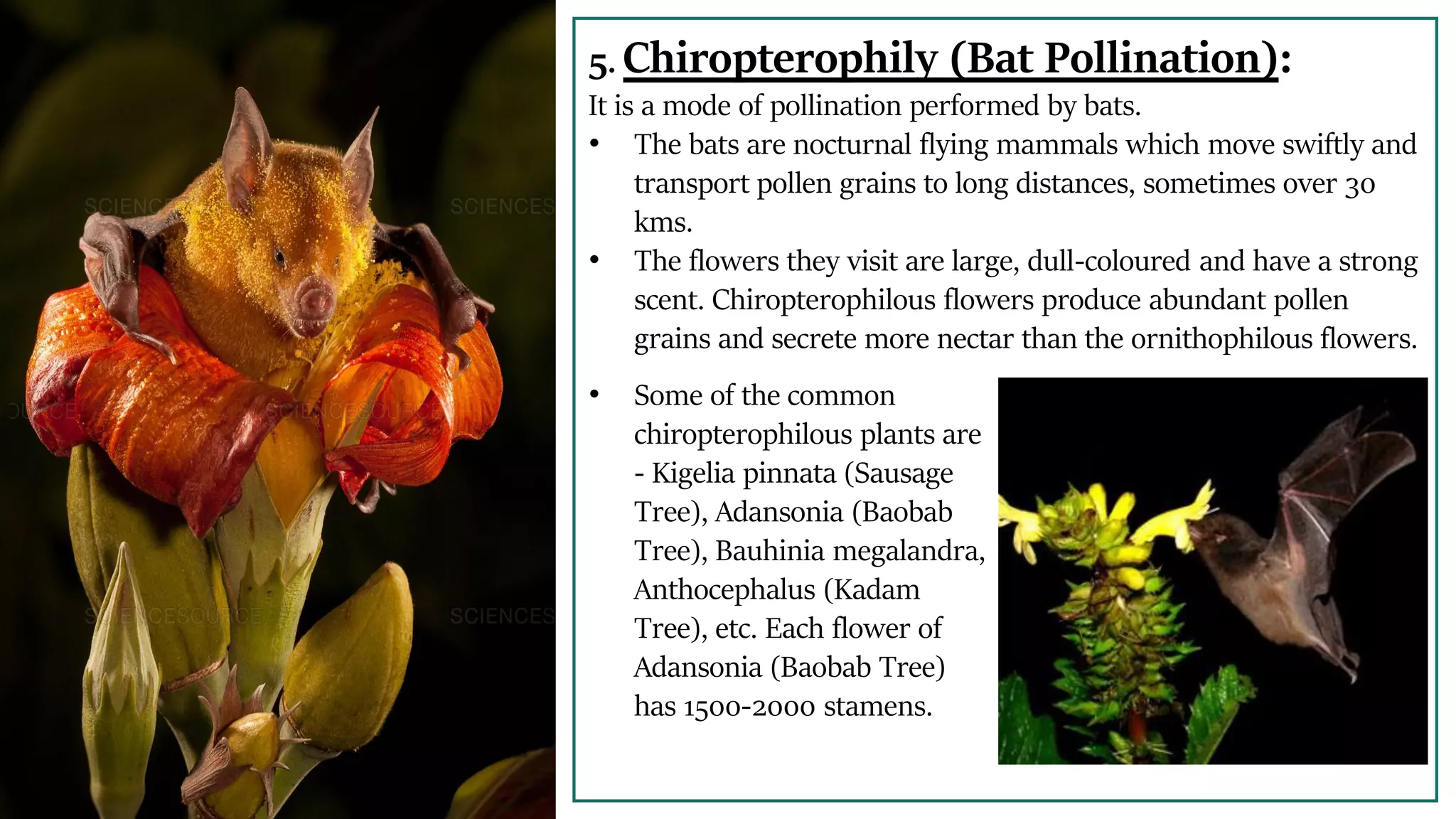 POLLINATION | PDF