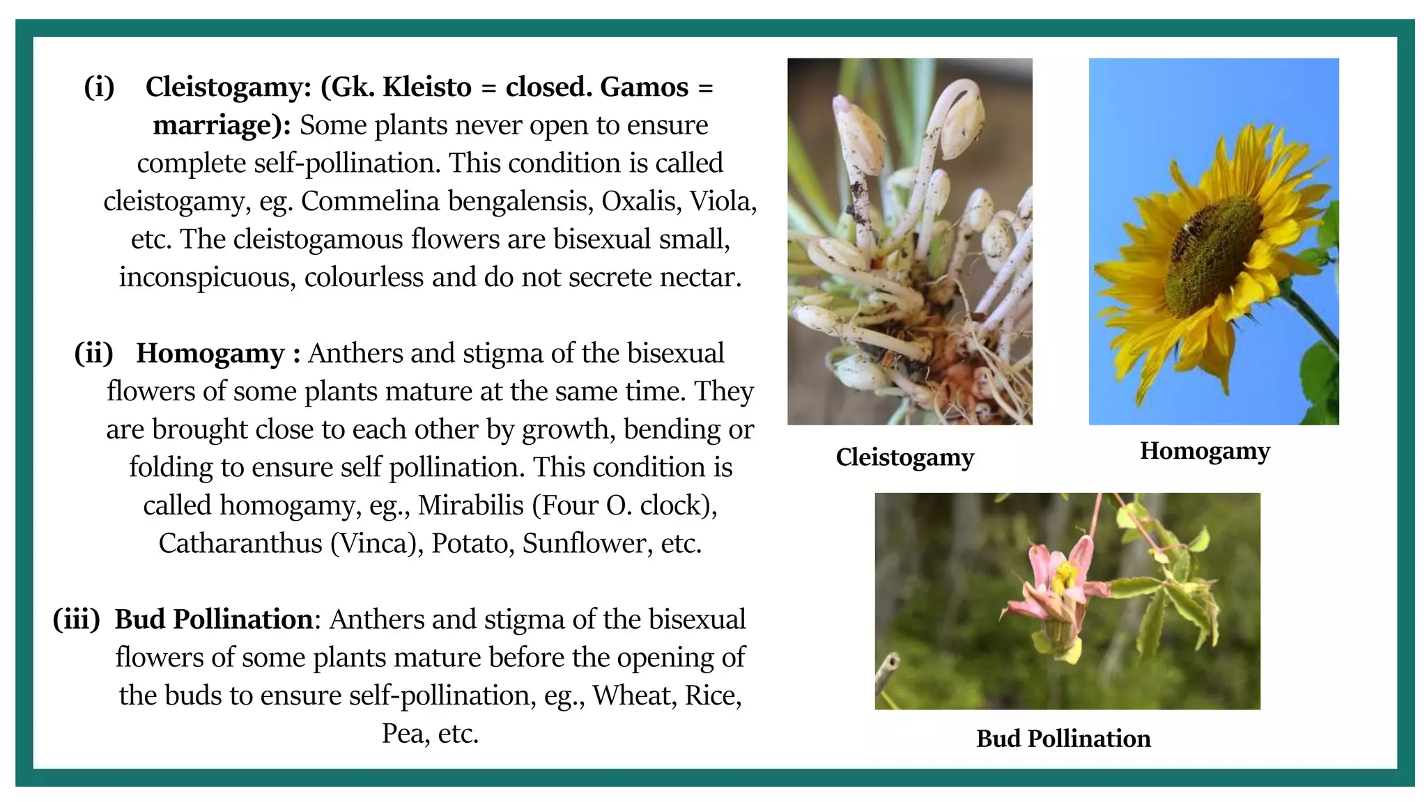 POLLINATION | PDF