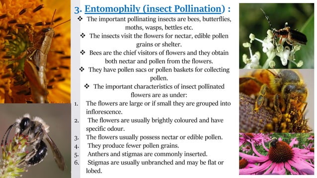POLLINATION | PDF | Reproductive Health | Diseases and Conditions