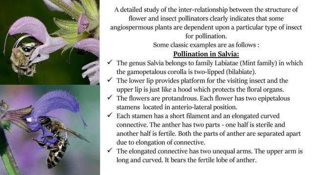 POLLINATION | PDF | Reproductive Health | Diseases and Conditions