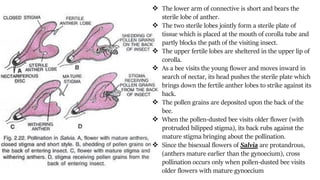 POLLINATION | PDF
