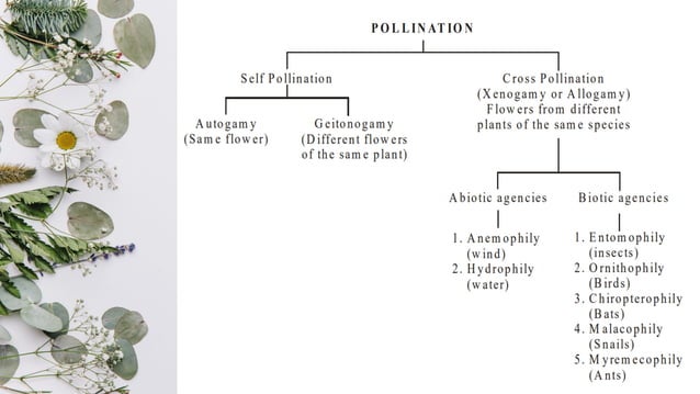 POLLINATION | PDF | Reproductive Health | Diseases and Conditions