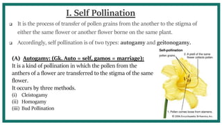 POLLINATION | PDF