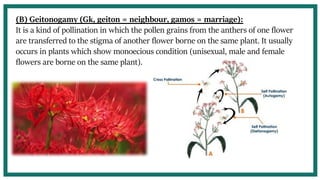 POLLINATION | PDF