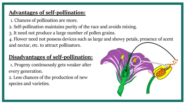 POLLINATION | PDF | Reproductive Health | Diseases and Conditions