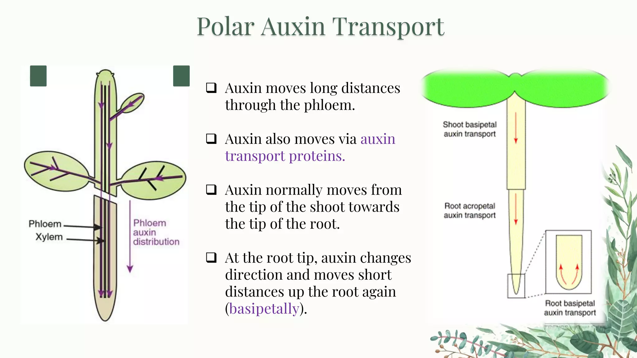 AUXIN BIOSYNTHESIS & FUNCTION | PDF