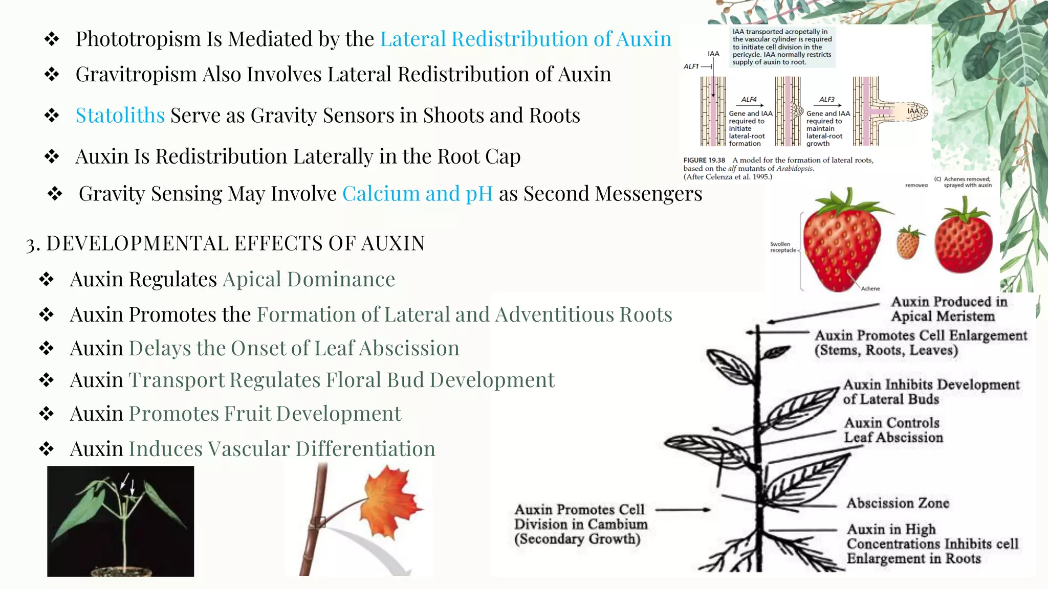AUXIN BIOSYNTHESIS & FUNCTION | PDF