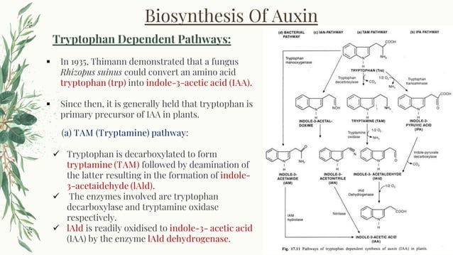 AUXIN BIOSYNTHESIS & FUNCTION | PDF