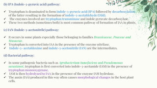 AUXIN BIOSYNTHESIS & FUNCTION | PDF