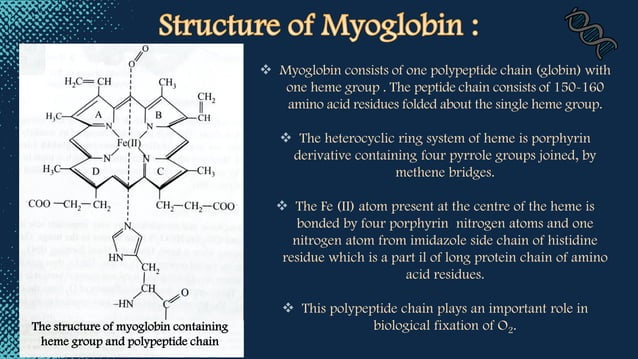 Metalloporphyrins with special reference to Iron porphyrins ( Haemoglobin and Myoglobin ) | PDF ...