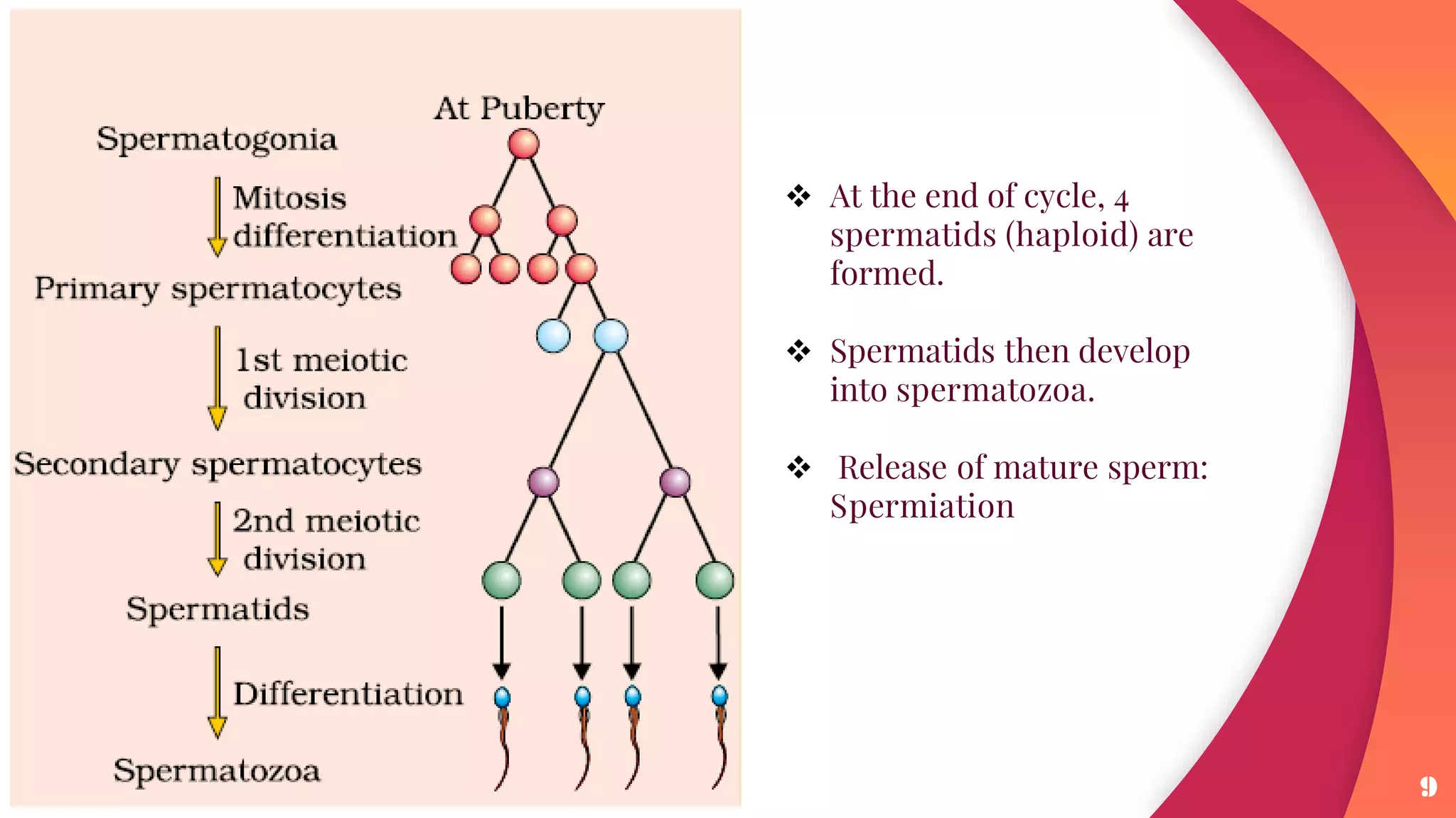 PHYSIOLOGY OF REPRODUCTION | PPT