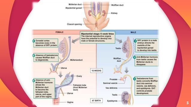 PHYSIOLOGY OF REPRODUCTION | PPT