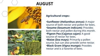 bee flora and forage month wise calendar | PPTX