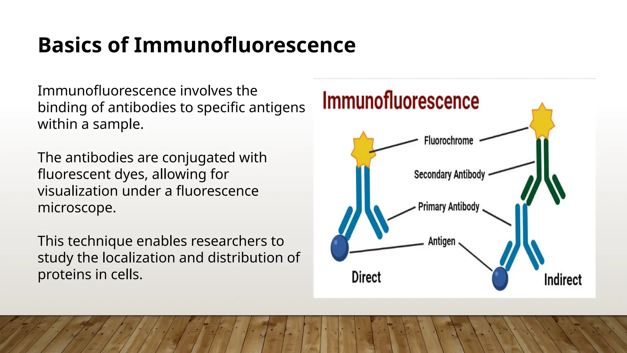 Immunofluorescence Reactions And Immuno-affinity Chromatography (6).pptx