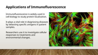 Immunofluorescence Reactions And Immuno-affinity Chromatography (6).pptx