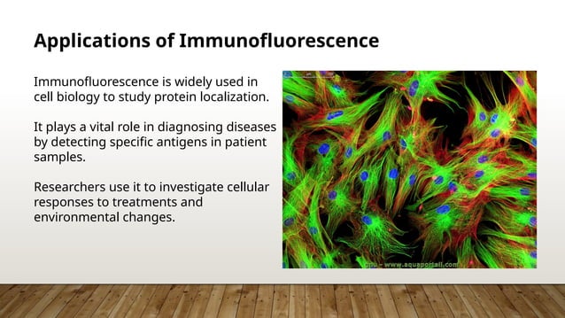 Immunofluorescence Reactions And Immuno-affinity Chromatography (6).pptx