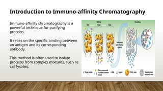 Immunofluorescence Reactions And Immuno-affinity Chromatography (6).pptx