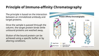 Immunofluorescence Reactions And Immuno-affinity Chromatography (6).pptx | Free Download
