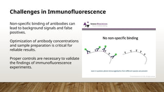Immunofluorescence Reactions And Immuno-affinity Chromatography (6).pptx