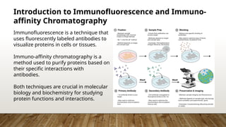 Immunofluorescence Reactions And Immuno-affinity Chromatography (6).pptx