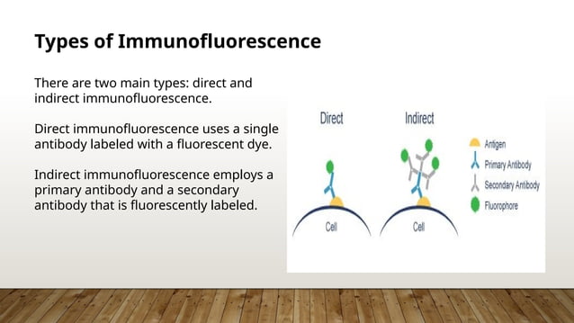 Immunofluorescence Reactions And Immuno-affinity Chromatography (6).pptx
