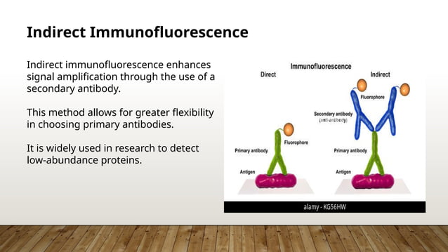 Immunofluorescence Reactions And Immuno-affinity Chromatography (6).pptx