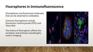 Immunofluorescence Reactions And Immuno-affinity Chromatography (6).pptx