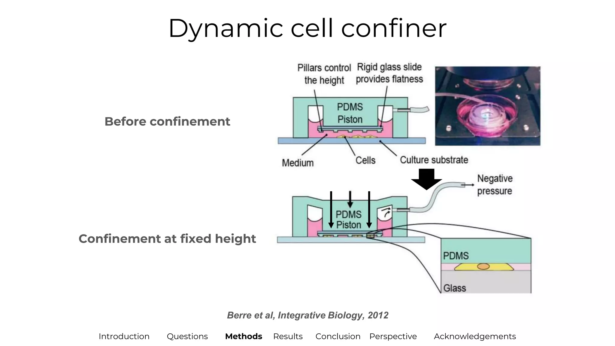 Nuclear Volume Dynamics under Confinement | PPTX