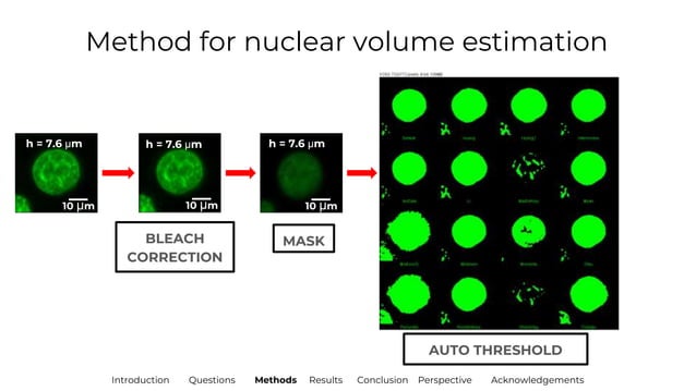 Nuclear Volume Dynamics under Confinement | PPT