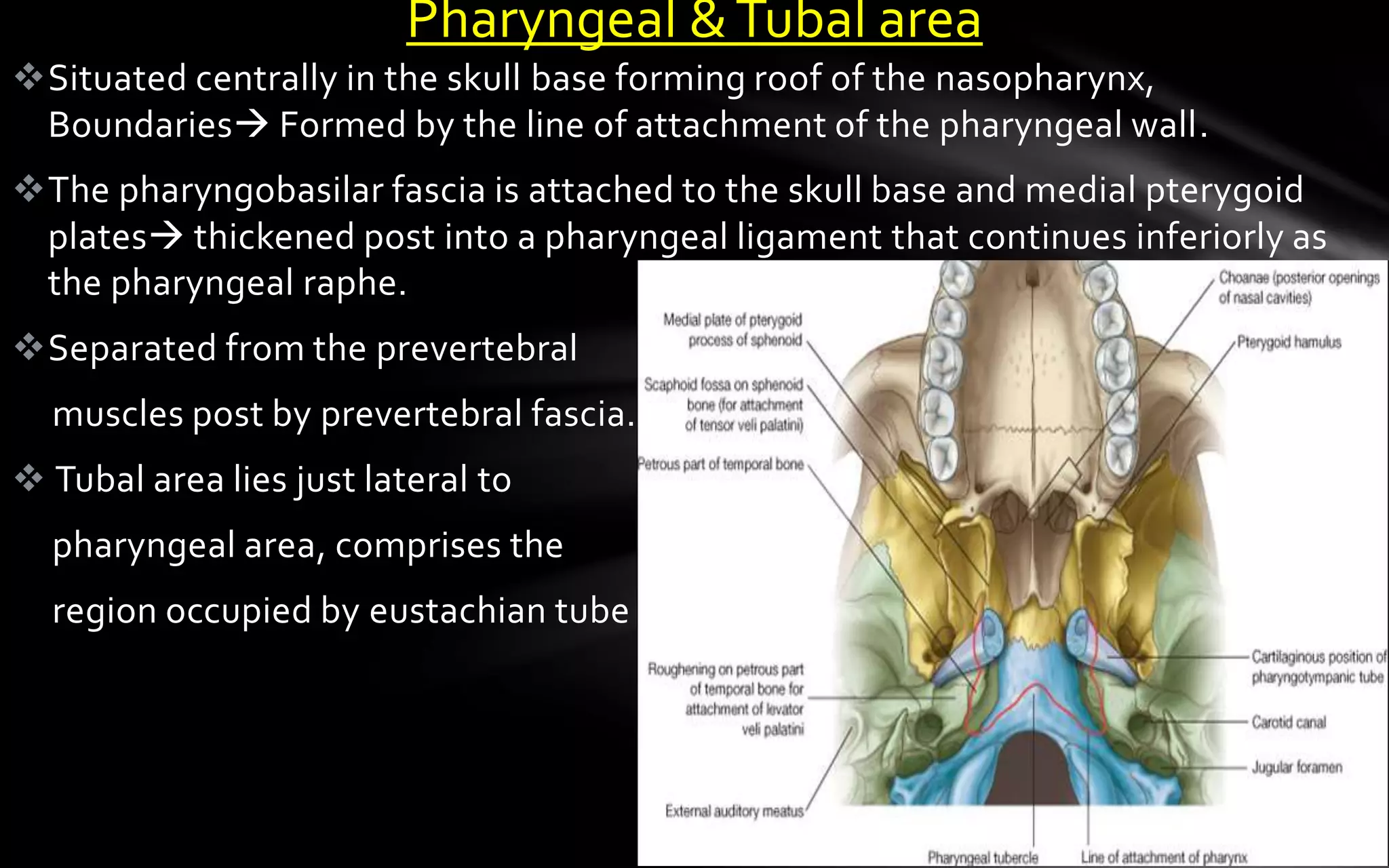 Skull base anatomy by Dr. Aditya Tiwari | PPTX