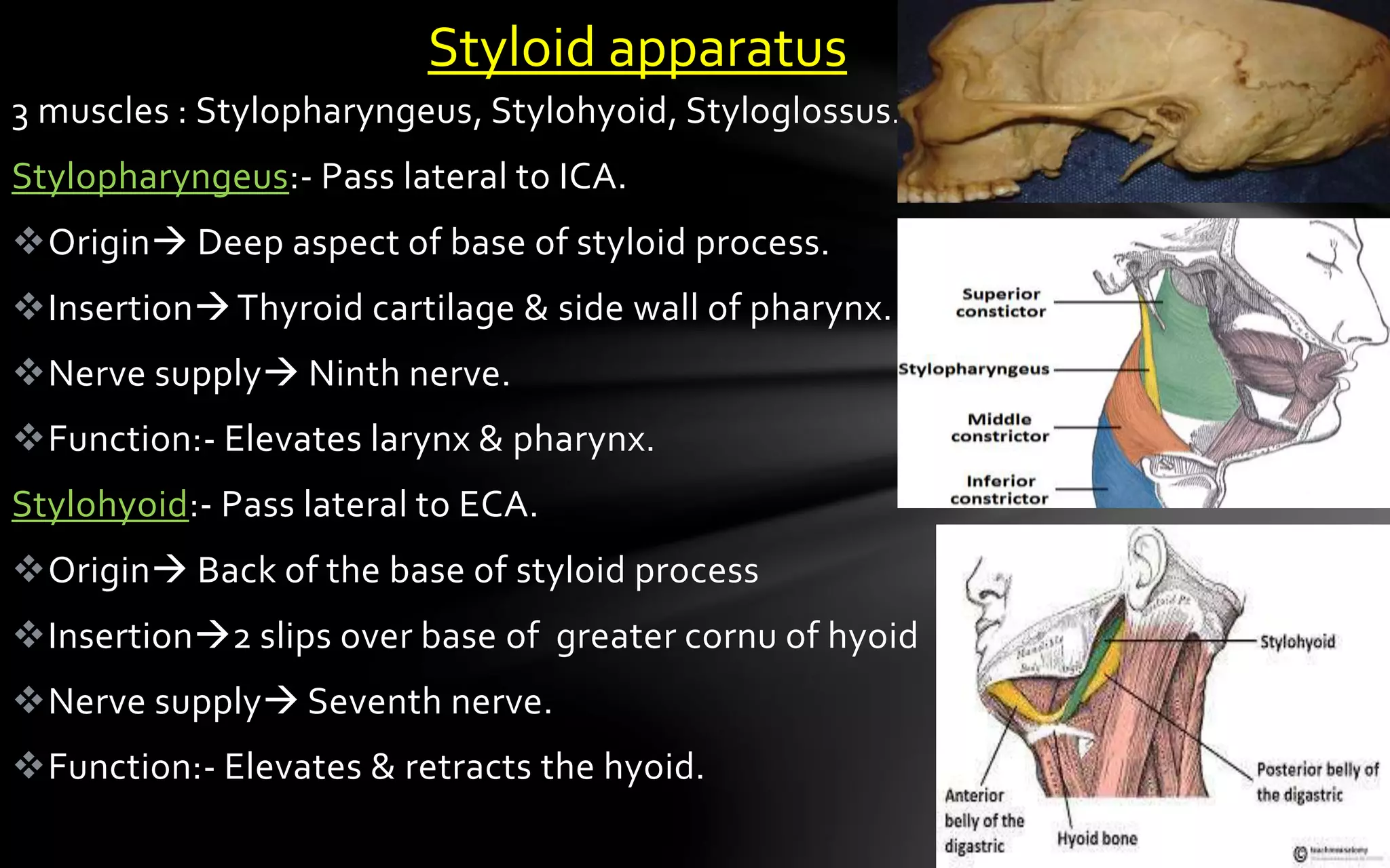 Skull base anatomy by Dr. Aditya Tiwari | PPTX