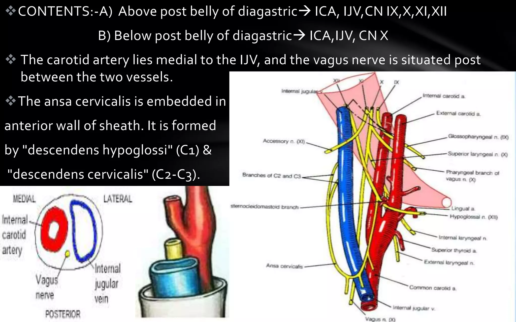 Skull base anatomy by Dr. Aditya Tiwari | PPTX
