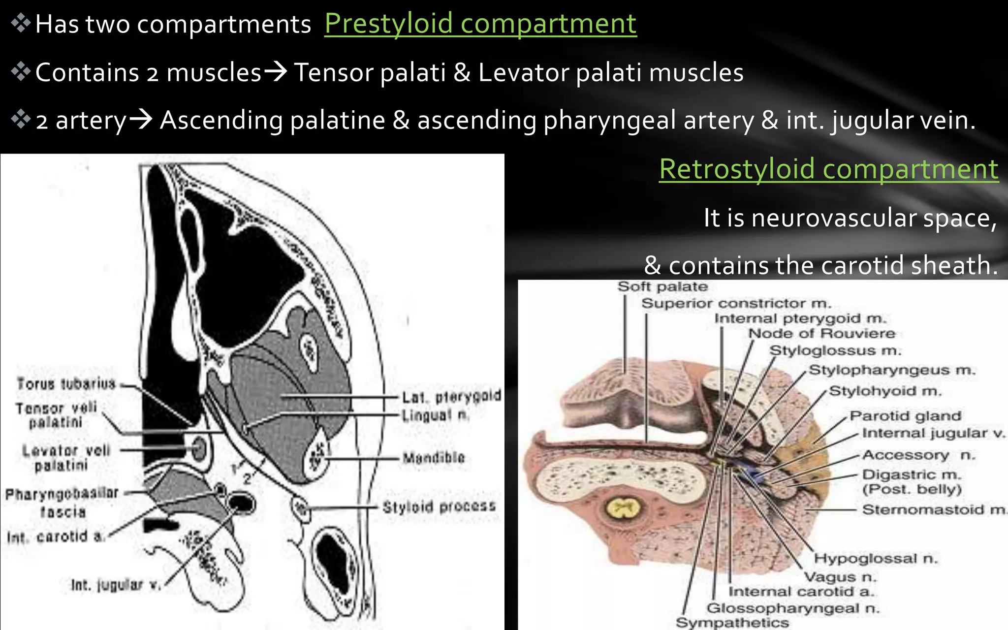 Skull base anatomy by Dr. Aditya Tiwari | PPTX
