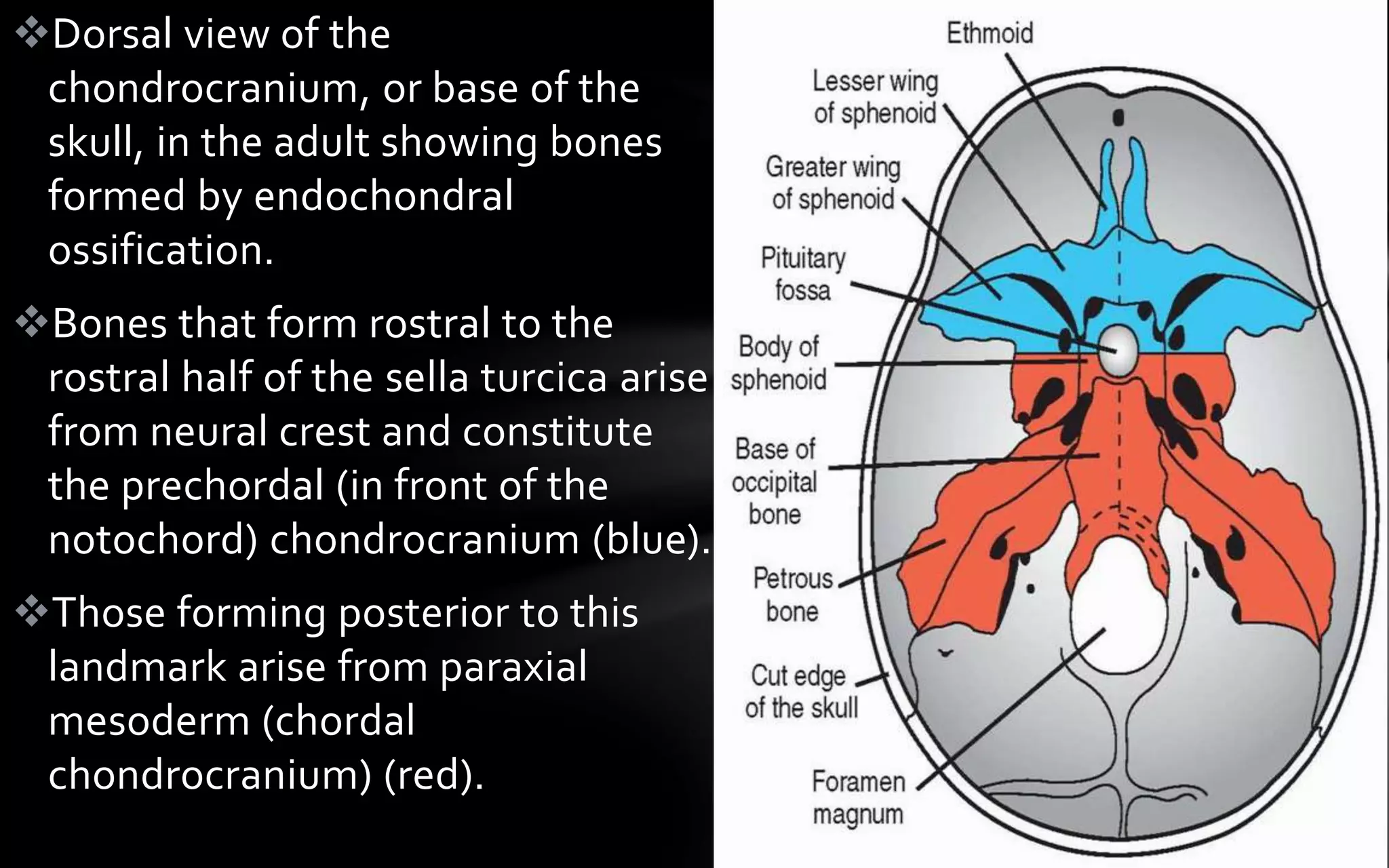 Skull base anatomy by Dr. Aditya Tiwari | PPTX