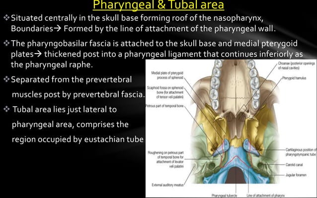 Skull base anatomy by Dr. Aditya Tiwari | PPTX | Death, Injury, or ...