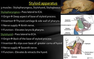 Skull base anatomy by Dr. Aditya Tiwari | PPTX