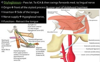 Skull base anatomy by Dr. Aditya Tiwari | PPTX