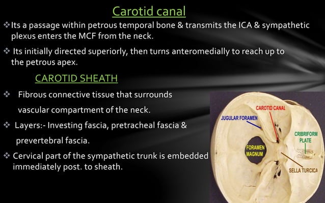 Skull base anatomy by Dr. Aditya Tiwari | PPTX | Death, Injury, or ...